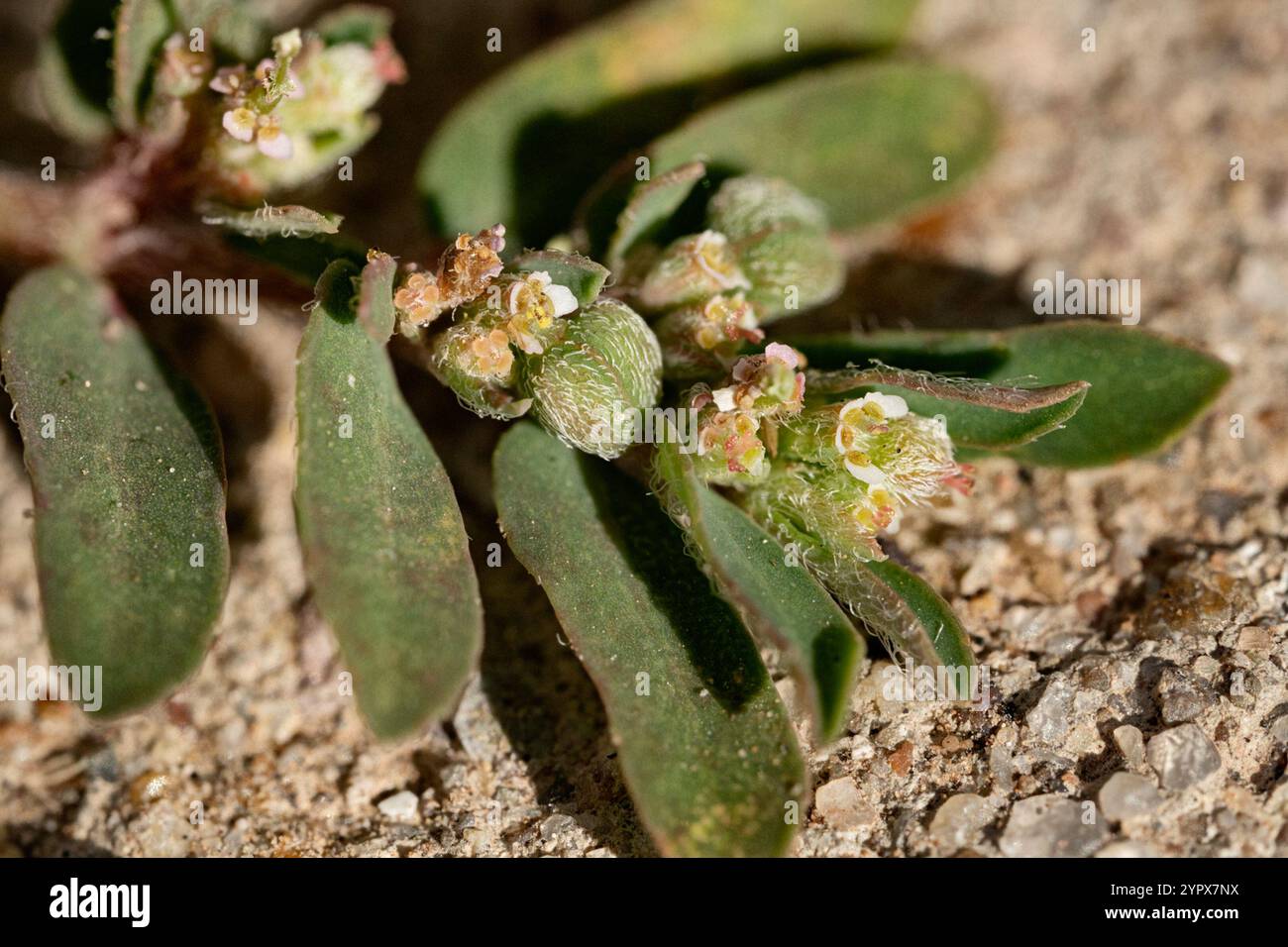 Spotted spurge (Euphorbia maculata Stock Photo - Alamy