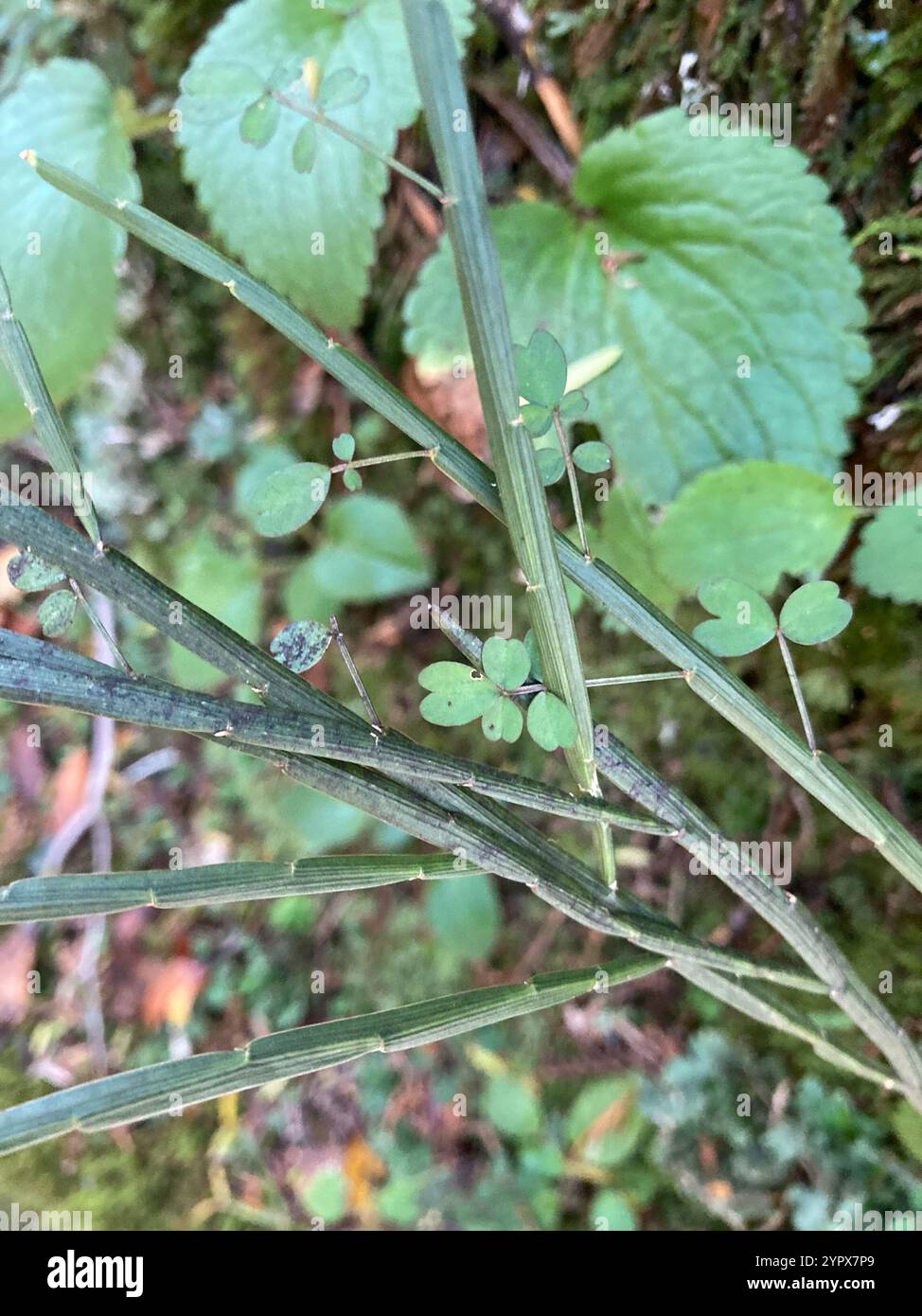 New Zealand common broom (Carmichaelia australis Stock Photo - Alamy