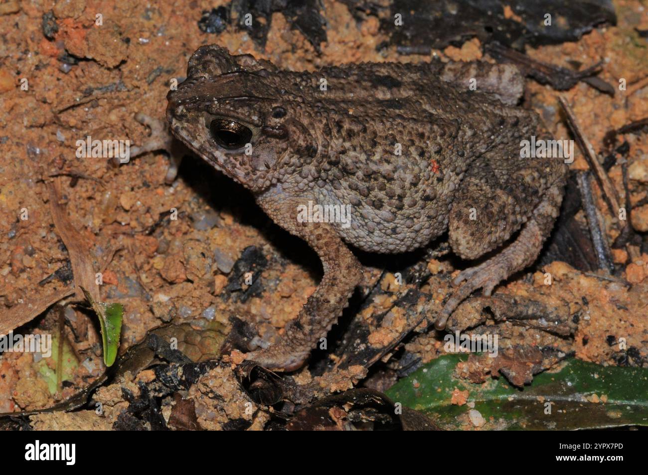 Lesser Toad (Ingerophrynus parvus Stock Photo - Alamy