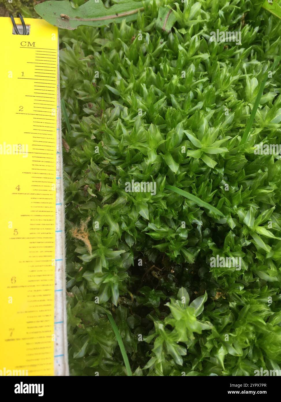 Badge Moss (Plagiomnium insigne Stock Photo - Alamy