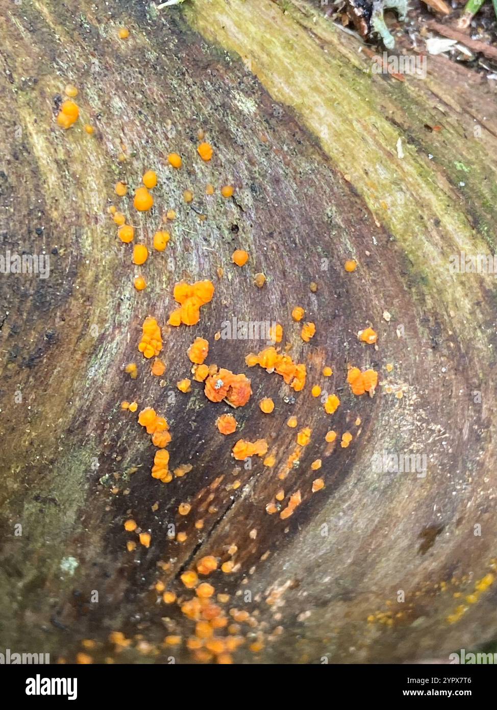 Jelly Spot Fungus (Dacrymyces stillatus Stock Photo - Alamy