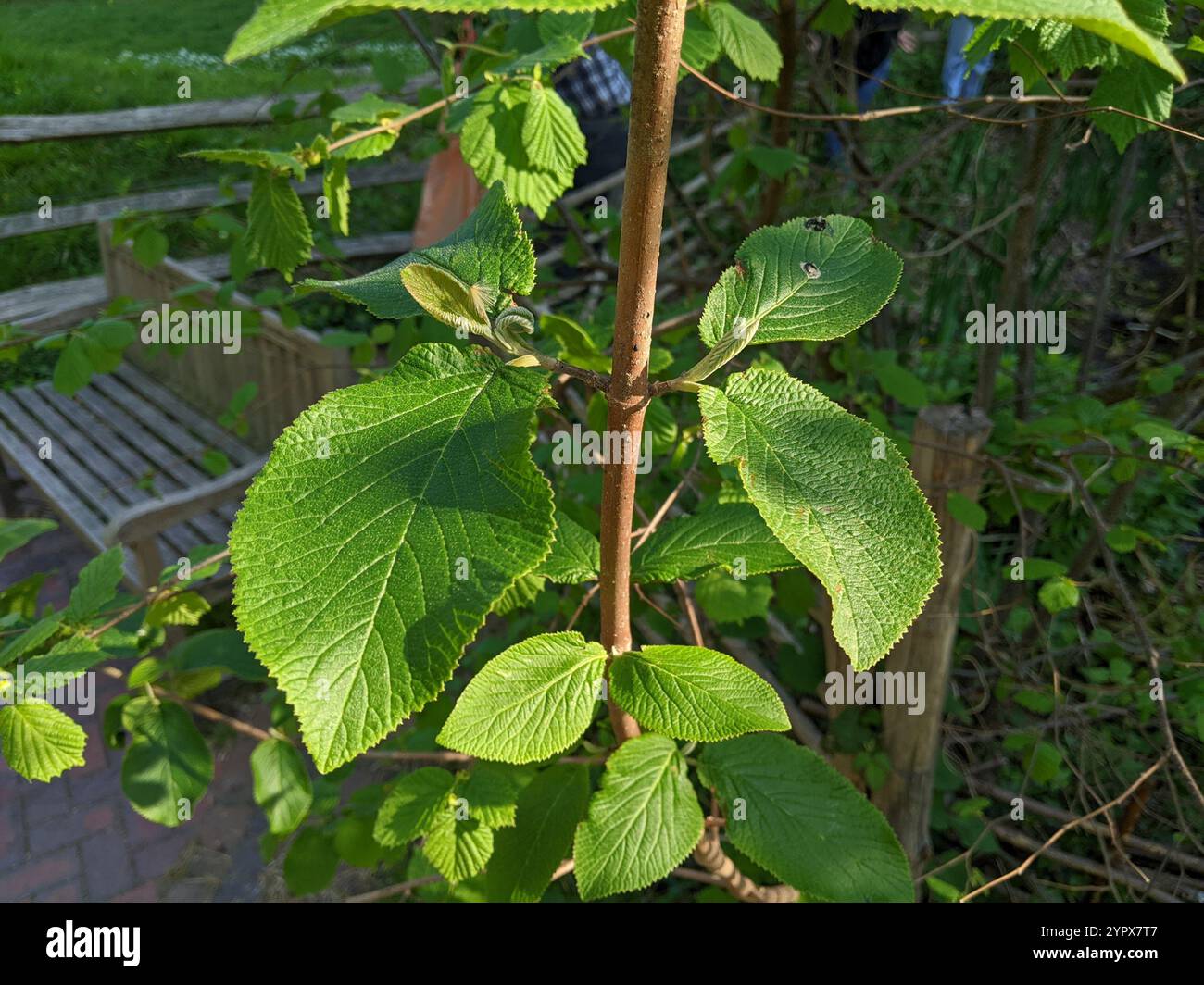 Wayfaring-tree (Viburnum lantana Stock Photo - Alamy