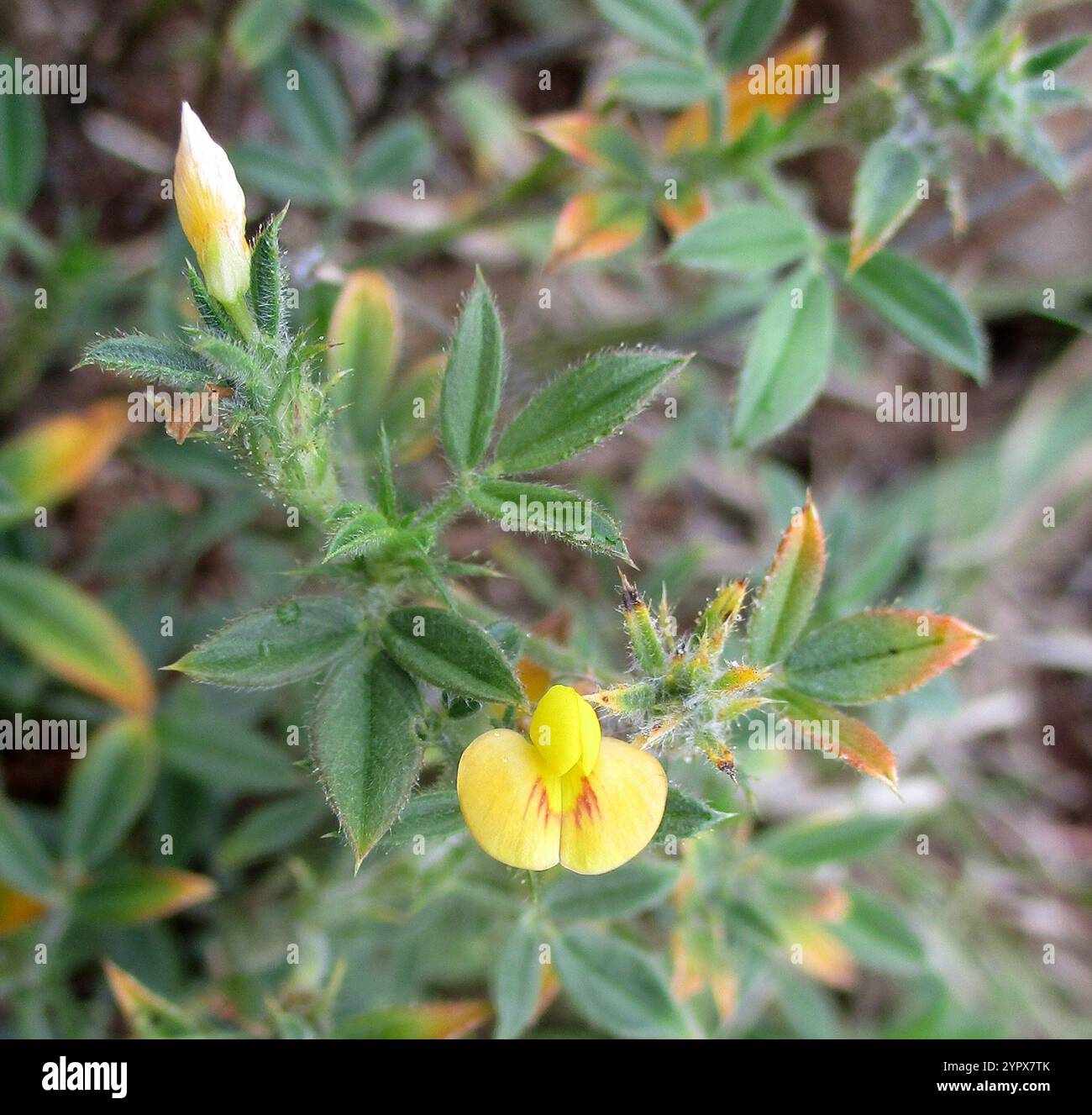 Wild Lucerne (Stylosanthes fruticosa Stock Photo - Alamy
