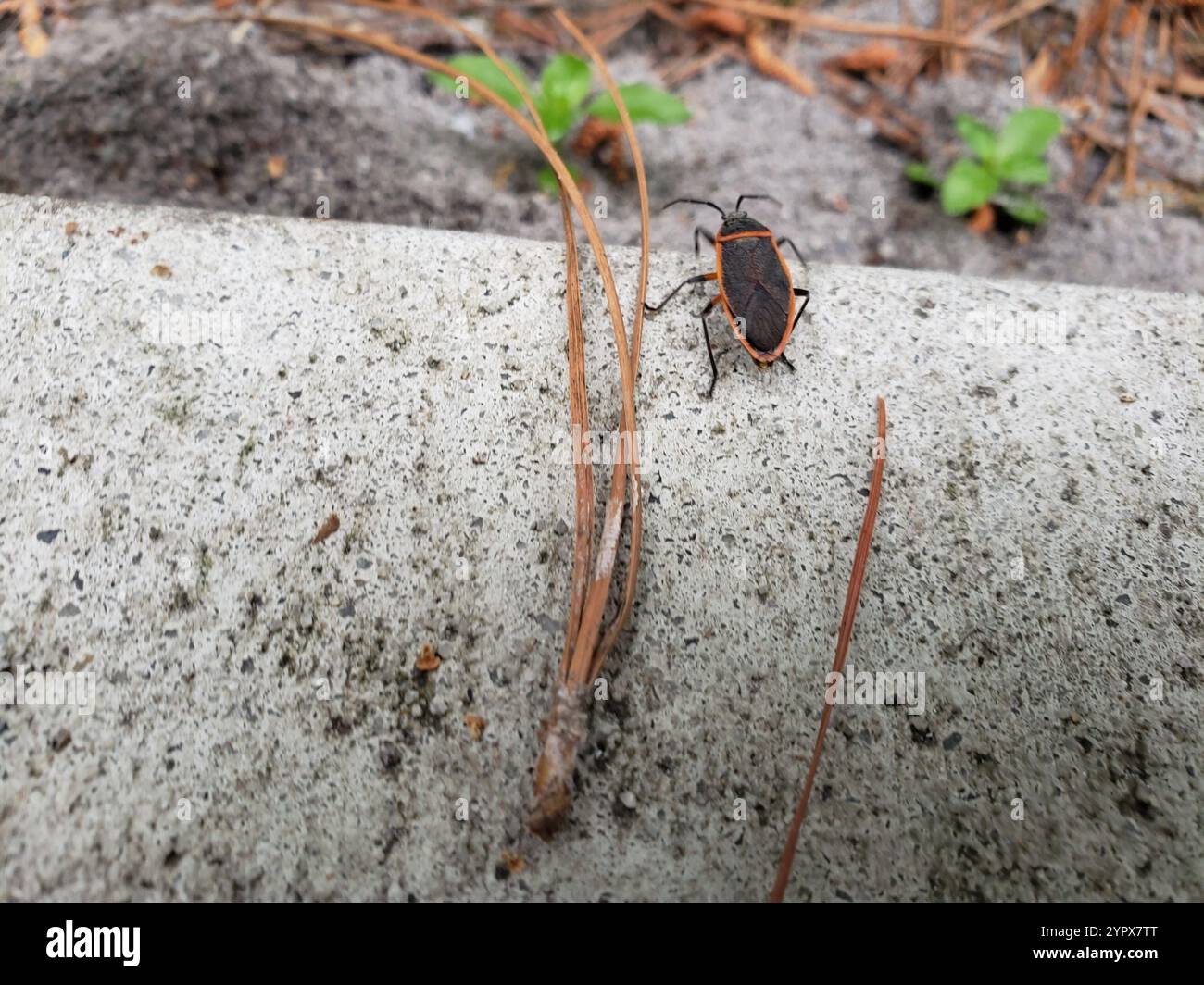 Eastern Bordered Plant Bug (Largus succinctus Stock Photo - Alamy
