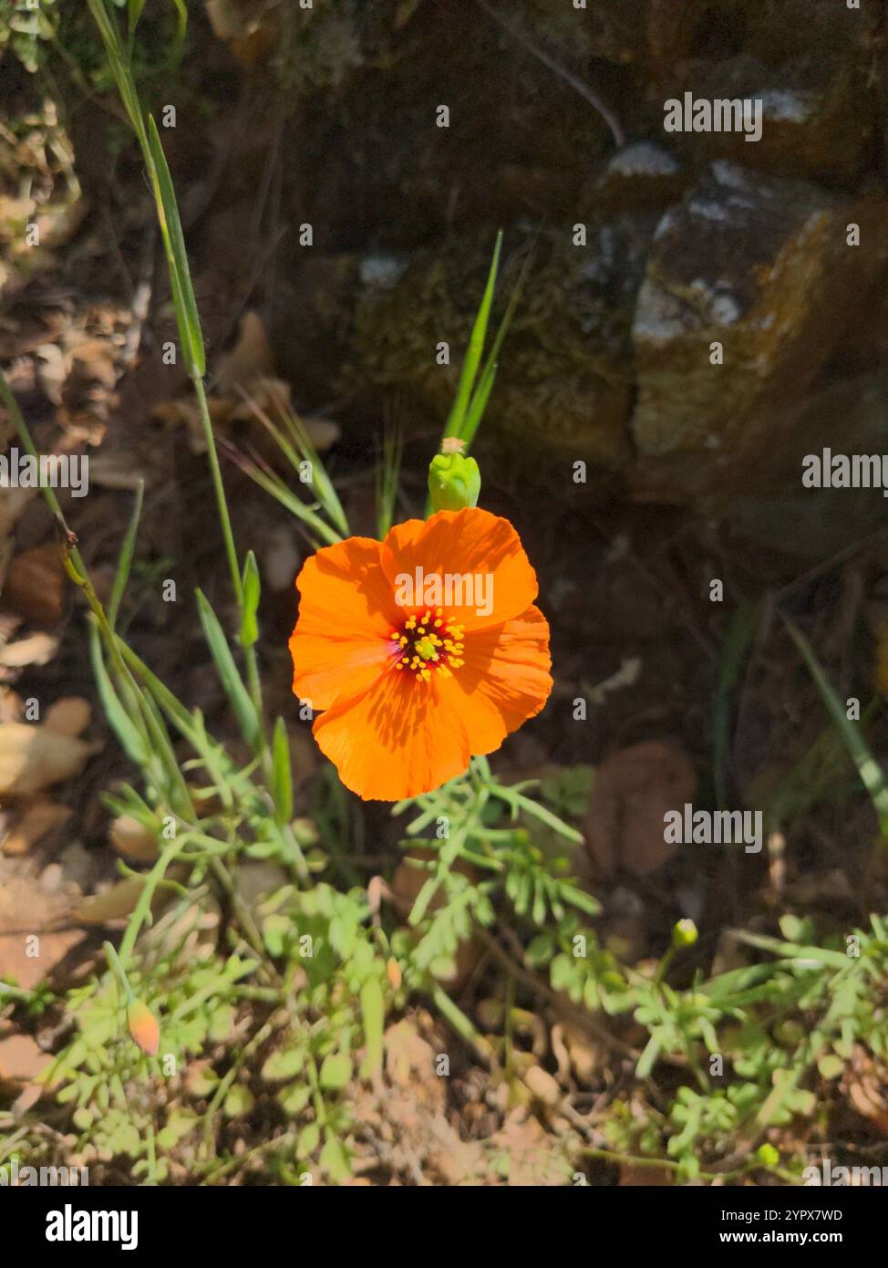 wind poppy (Papaver heterophyllum Stock Photo - Alamy