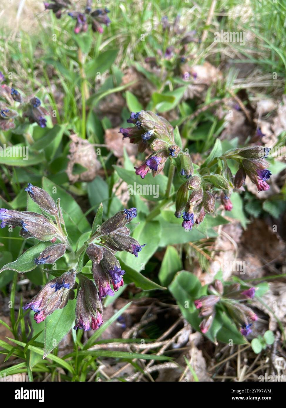 Mountain Lungwort (Pulmonaria montana Stock Photo - Alamy