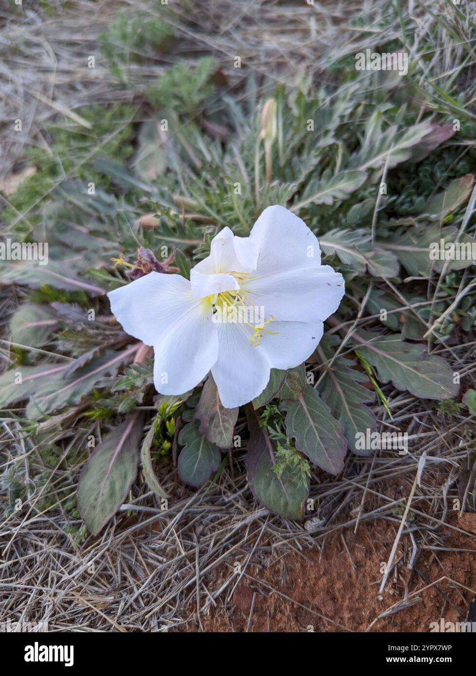 White-stem Evening Primrose (Oenothera albicaulis Stock Photo - Alamy