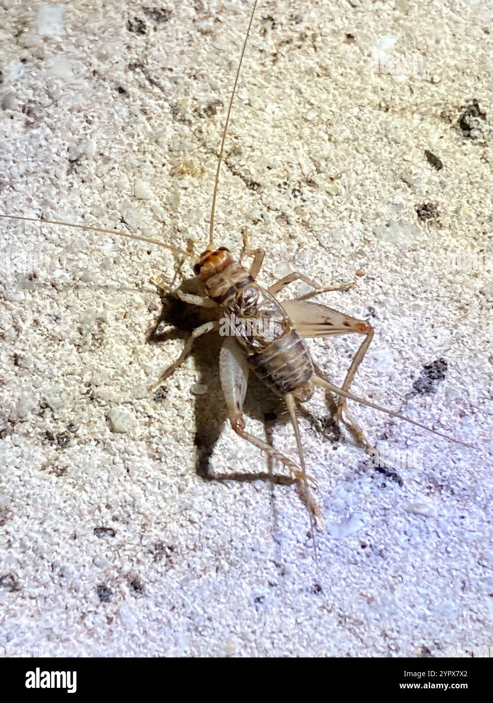 Tropical House Cricket (Gryllodes sigillatus Stock Photo - Alamy
