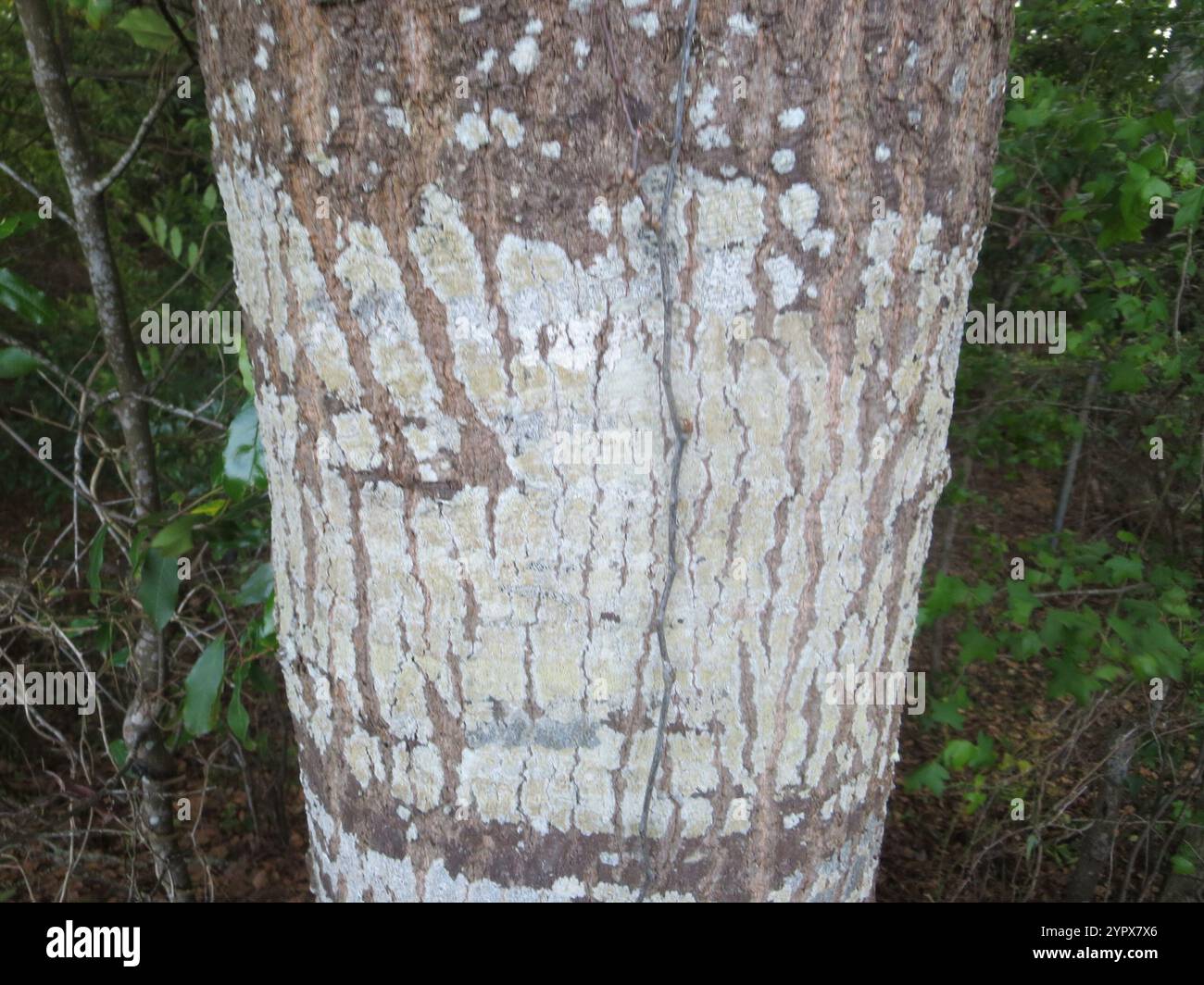 water oak (Quercus nigra Stock Photo - Alamy