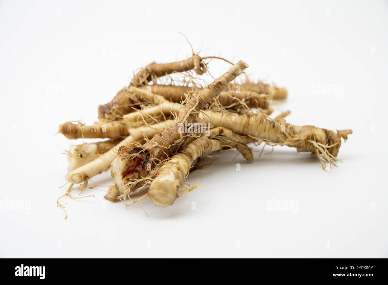 Fresh Taraxacum officinale, the dandelion or common dandelion roots ...