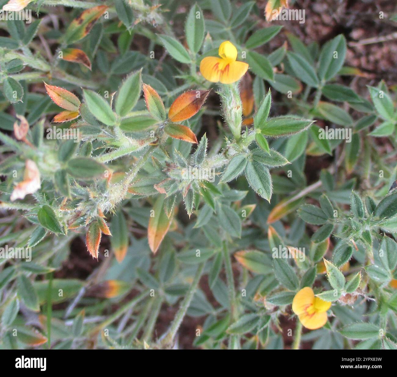 Wild Lucerne (Stylosanthes fruticosa Stock Photo - Alamy