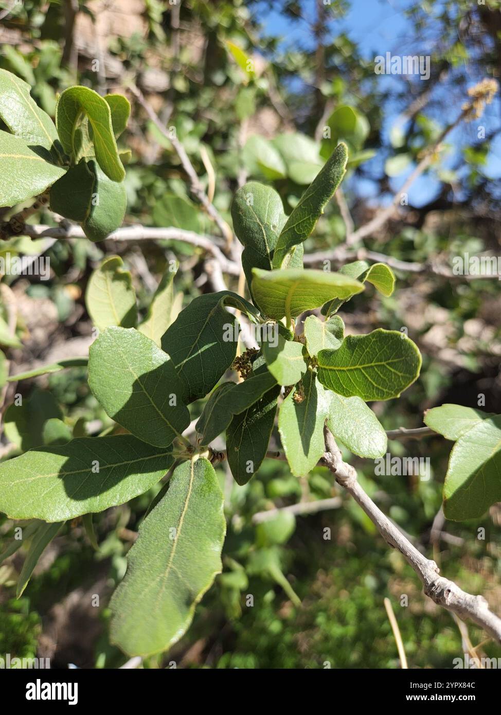 Arizona white oak (Quercus arizonica Stock Photo - Alamy