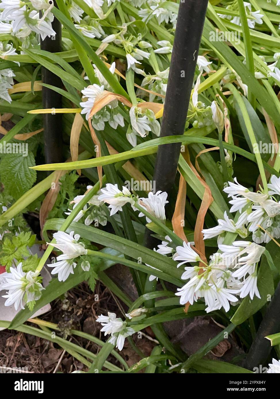 Three-cornered garlic (Allium triquetrum Stock Photo - Alamy