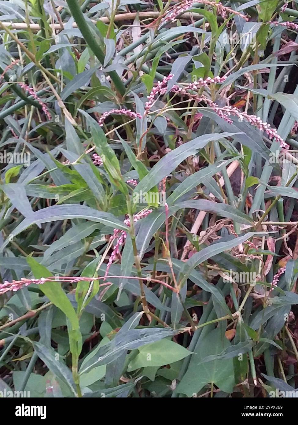 Slender knotweed hi-res stock photography and images - Alamy