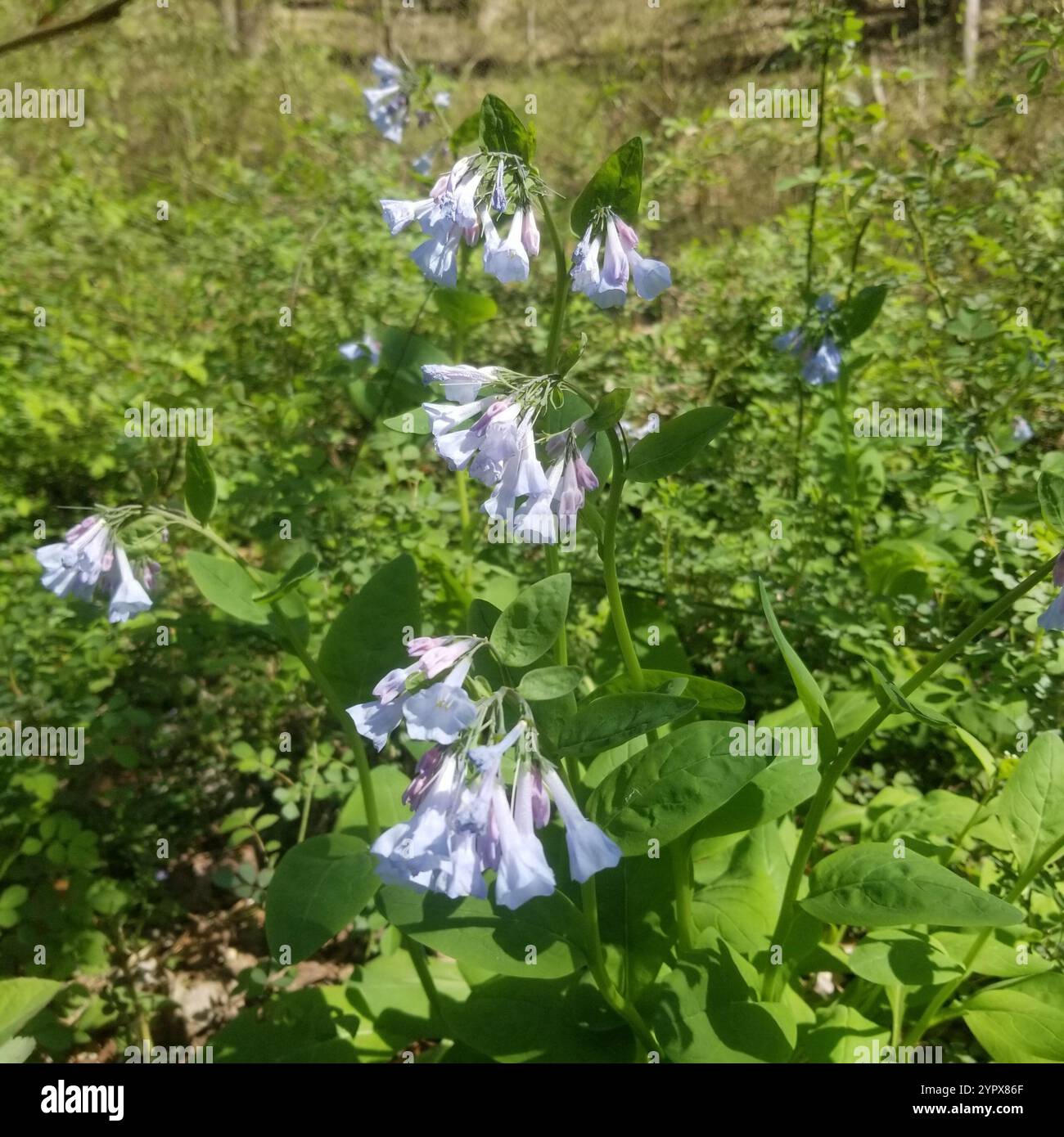 Virginia bluebells (Mertensia virginica Stock Photo - Alamy