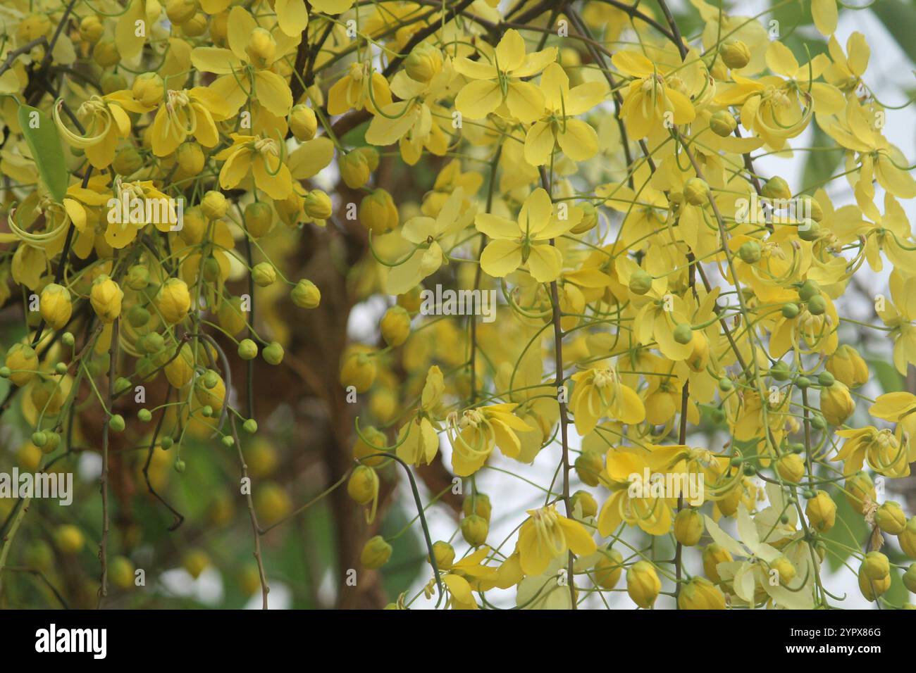 Golden shower tree (Cassia fistula Stock Photo - Alamy
