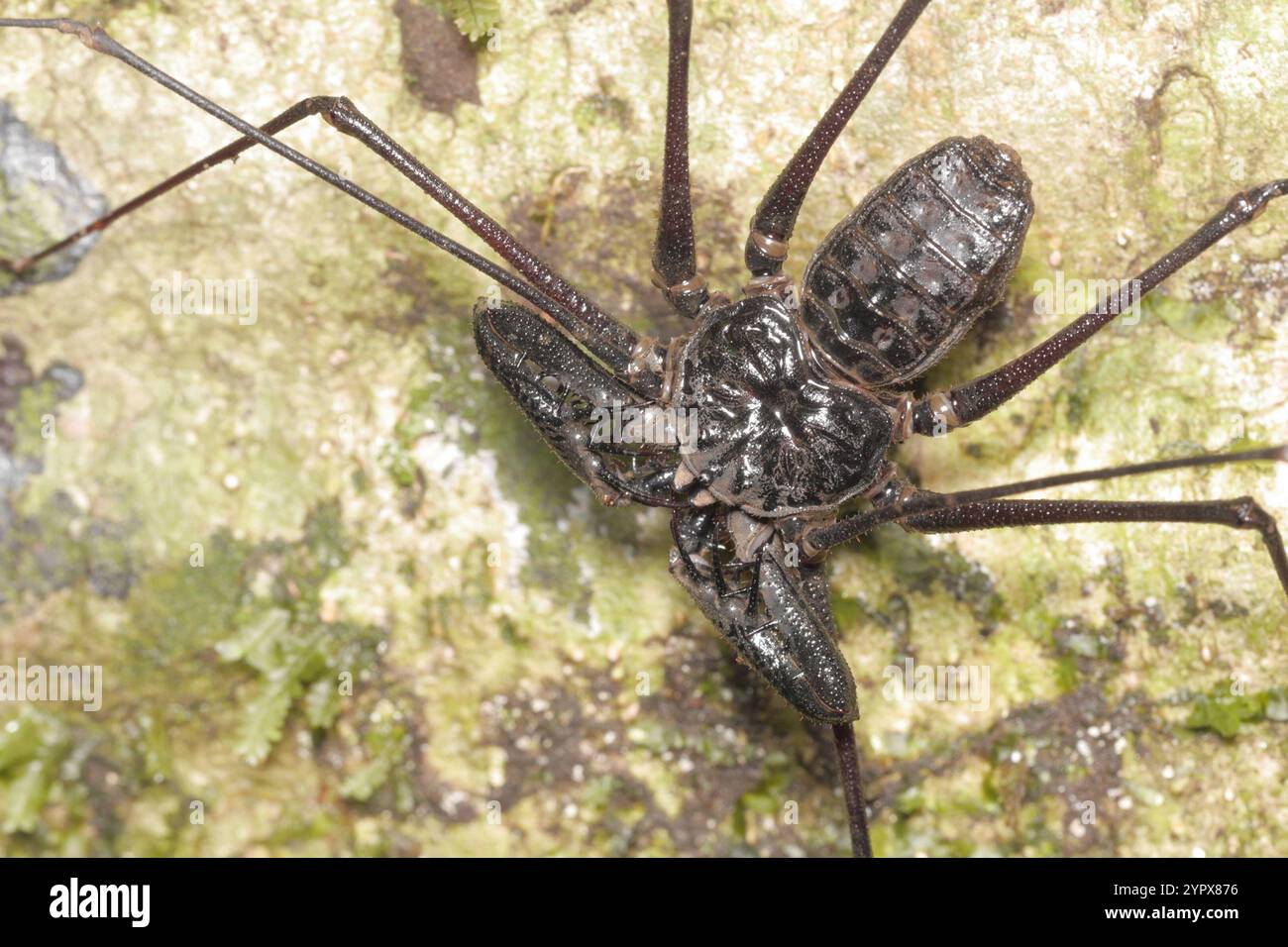 Phrynid hi-res stock photography and images - Alamy