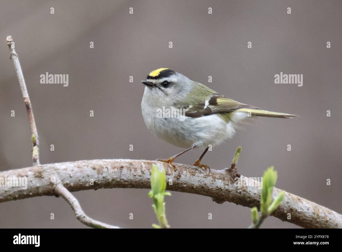 Golden-crowned Kinglet (Regulus satrapa Stock Photo - Alamy