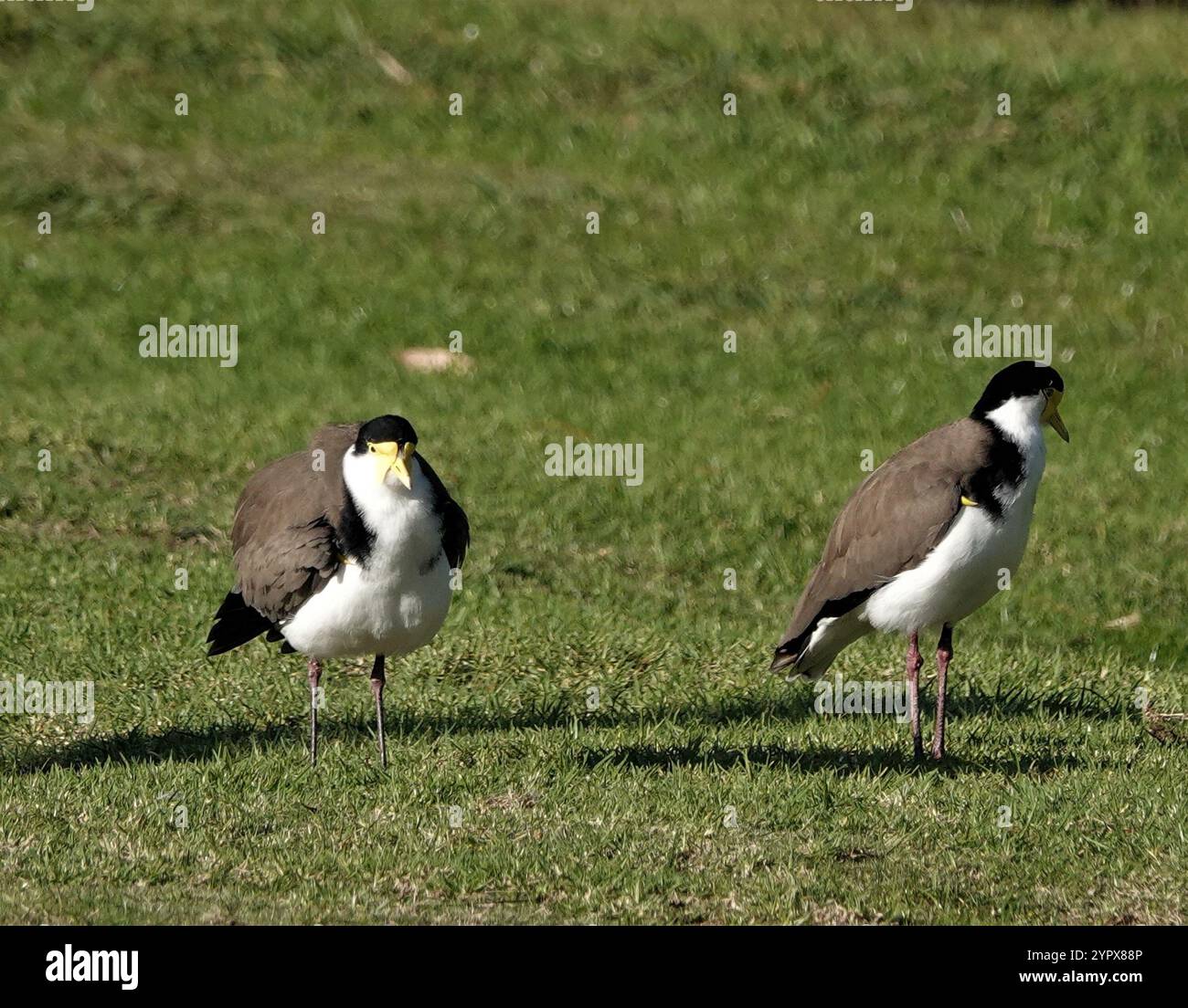 Black-shouldered Masked Lapwing (Vanellus miles novaehollandiae Stock ...