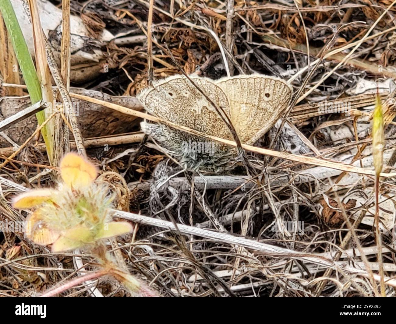 Common Ringlet (Coenonympha california Stock Photo - Alamy