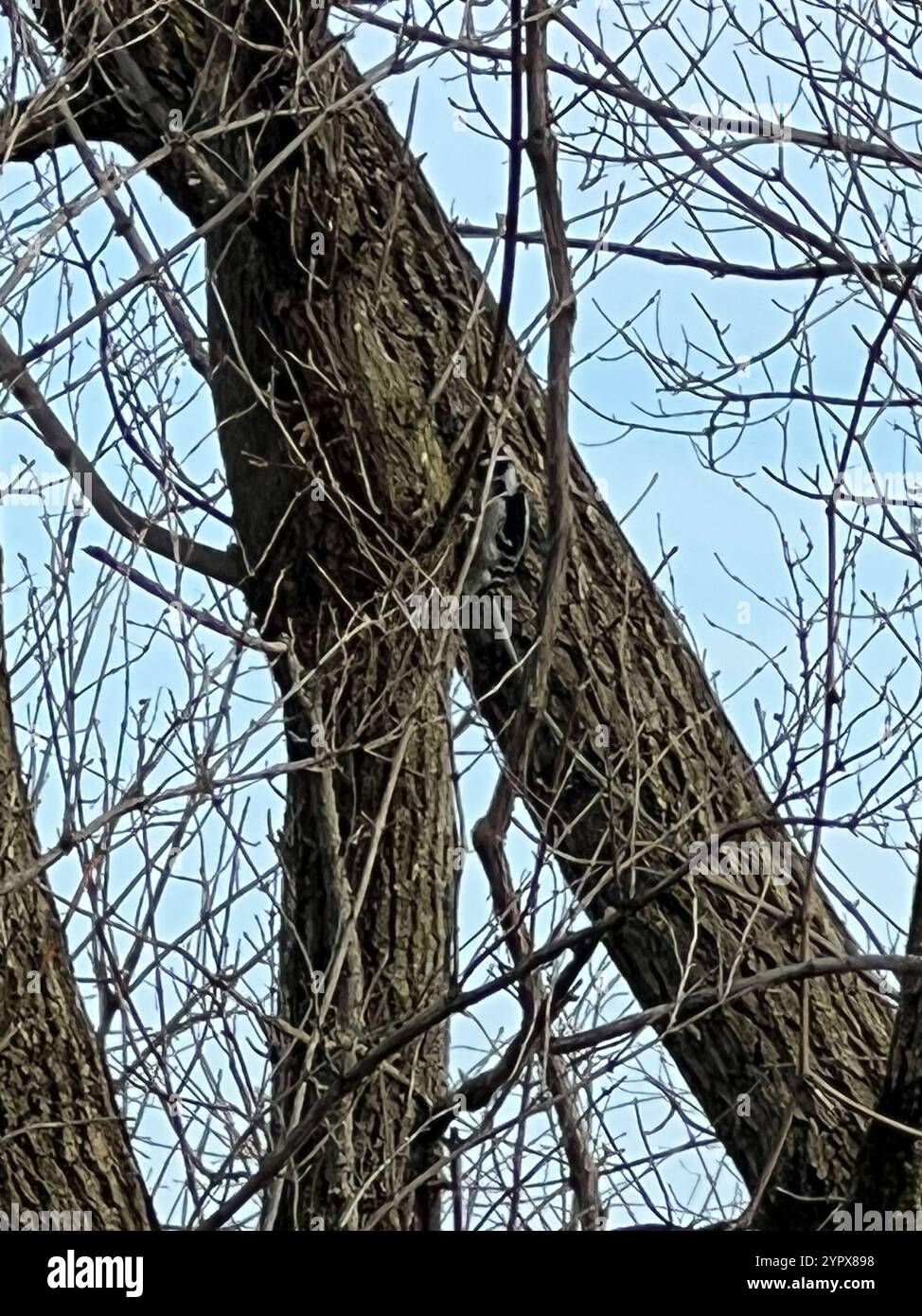 Downy Woodpecker (Dryobates pubescens Stock Photo - Alamy