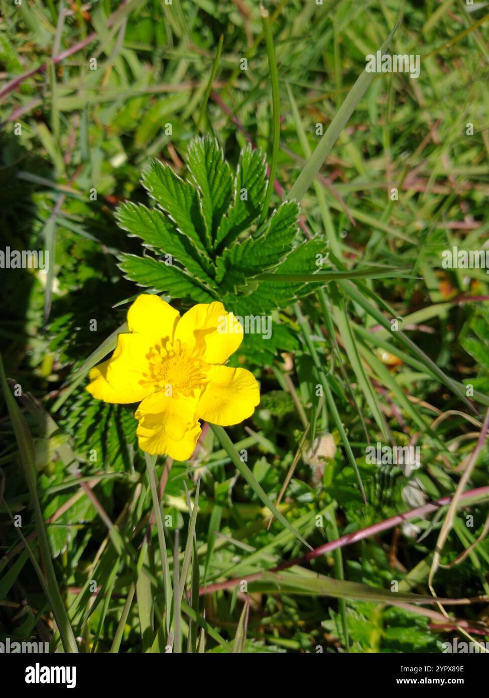 Pacific silverweed (Argentina pacifica Stock Photo - Alamy