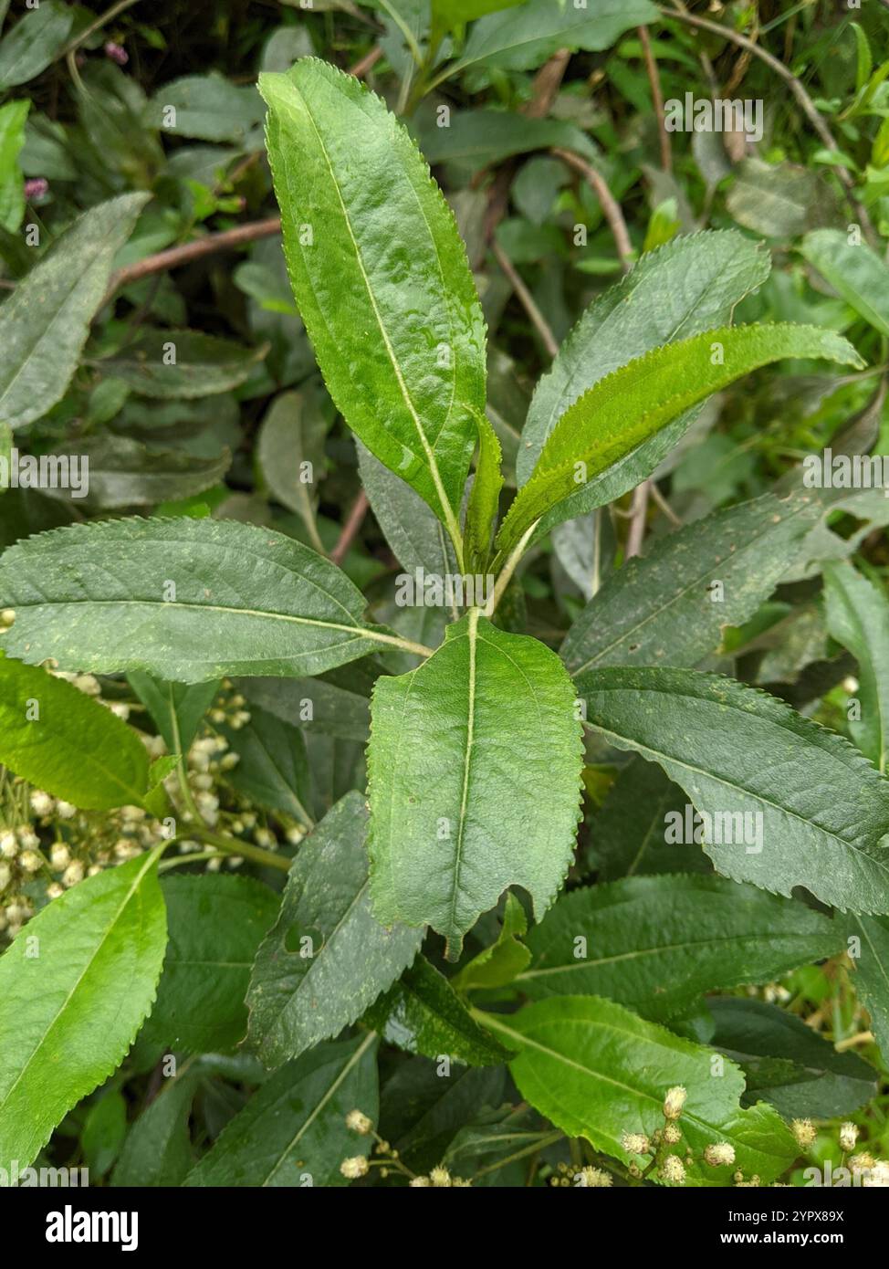 Chilca baccharis hi-res stock photography and images - Alamy