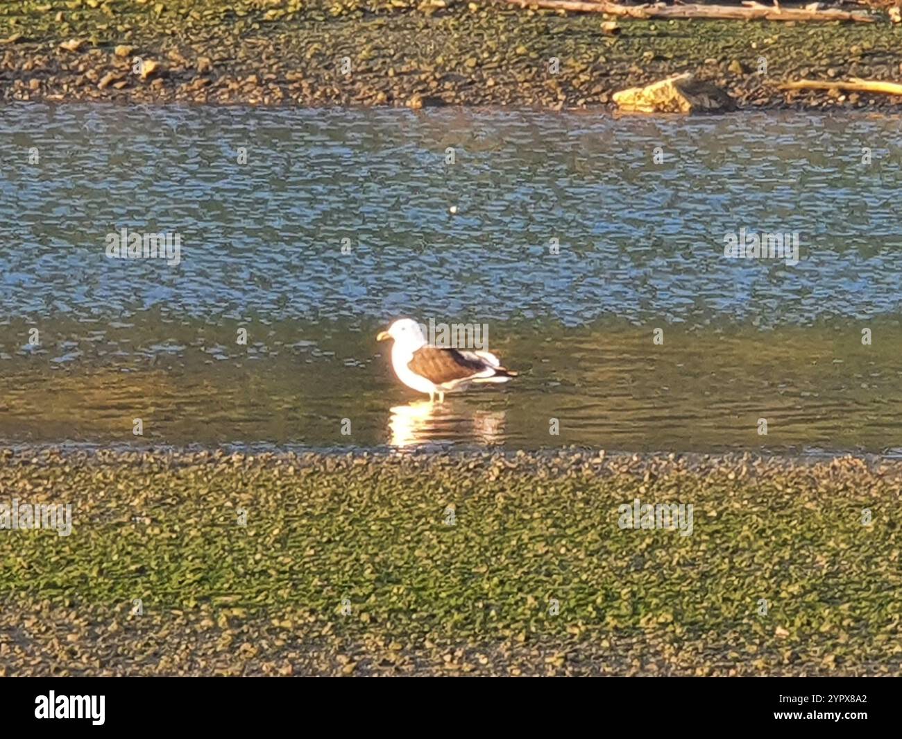 Southern Black-backed Gull (Larus dominicanus dominicanus Stock Photo ...