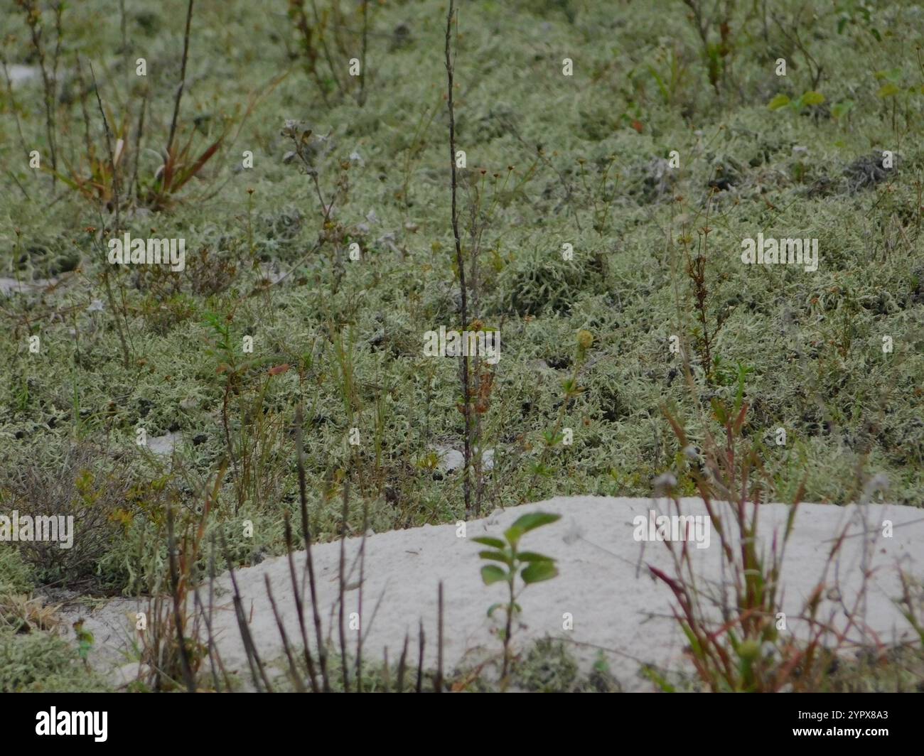 Jester Lichen (Cladonia leporina Stock Photo - Alamy