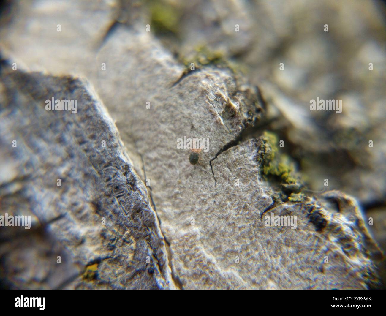 Bryobia hi-res stock photography and images - Alamy