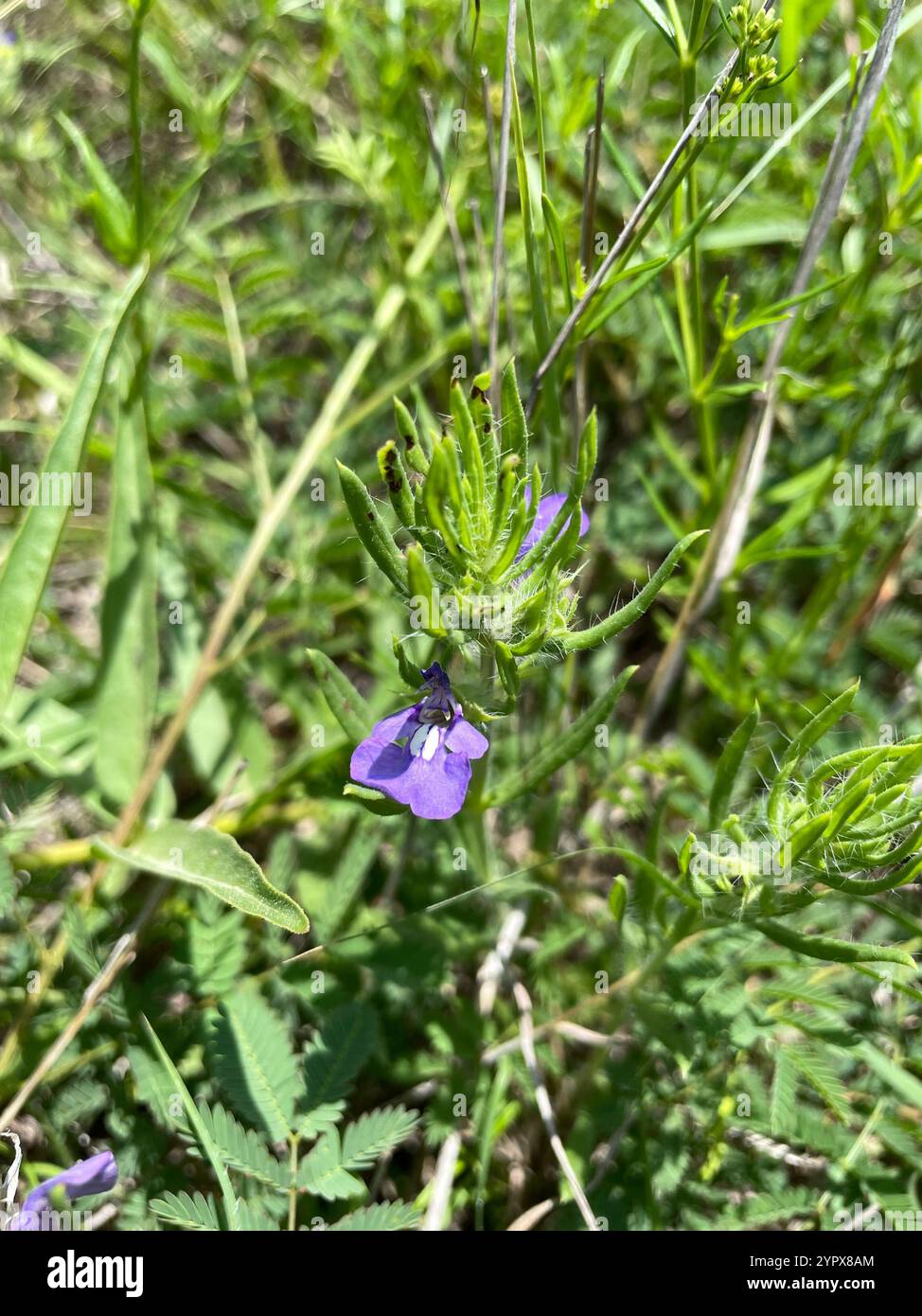 Texas Sage (Salvia texana Stock Photo - Alamy