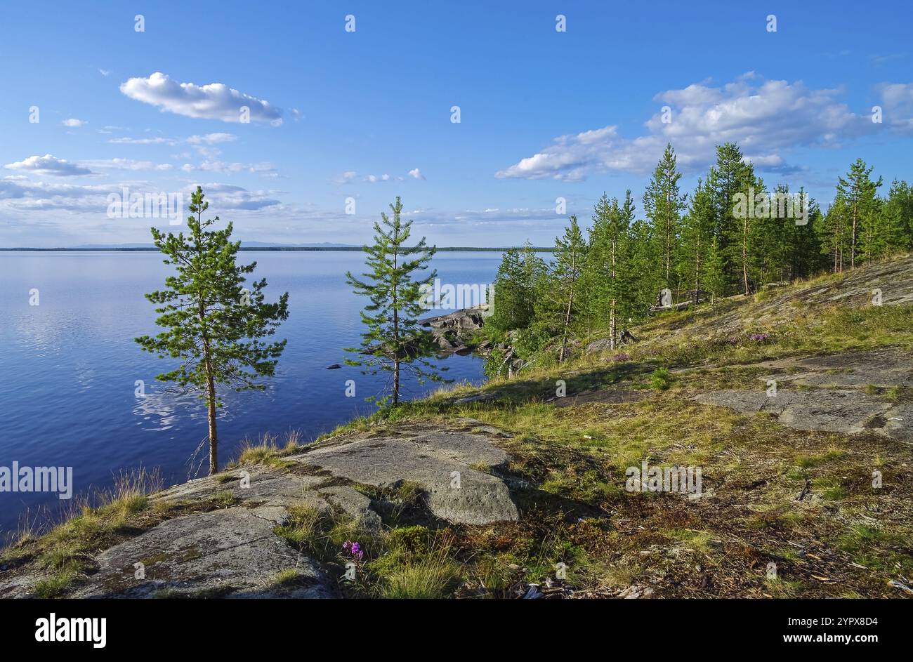 Pine trees on the granite shore of the Lake Kanozero, Umba river, Kola ...
