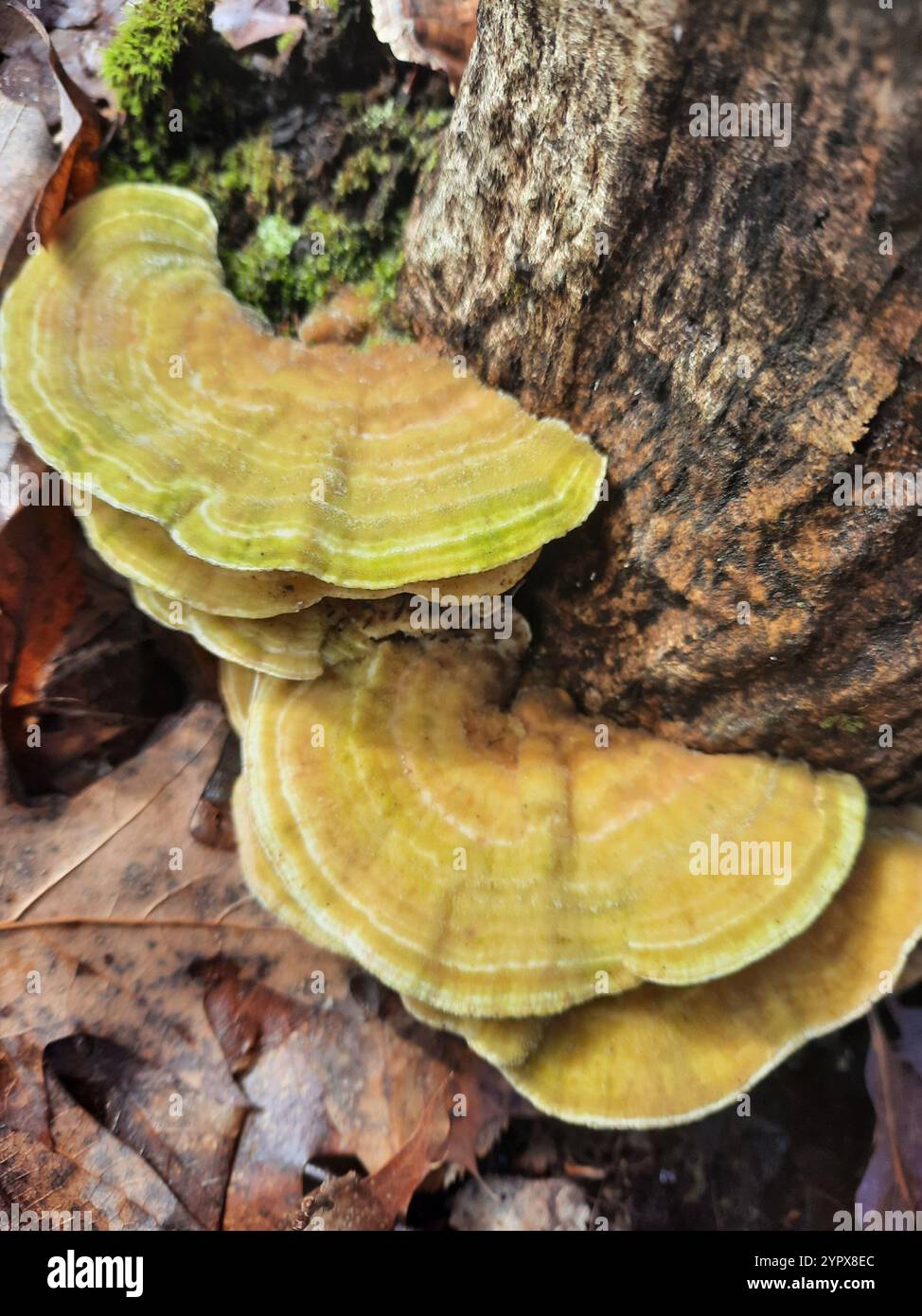 Gilled Polypore (Trametes betulina Stock Photo - Alamy