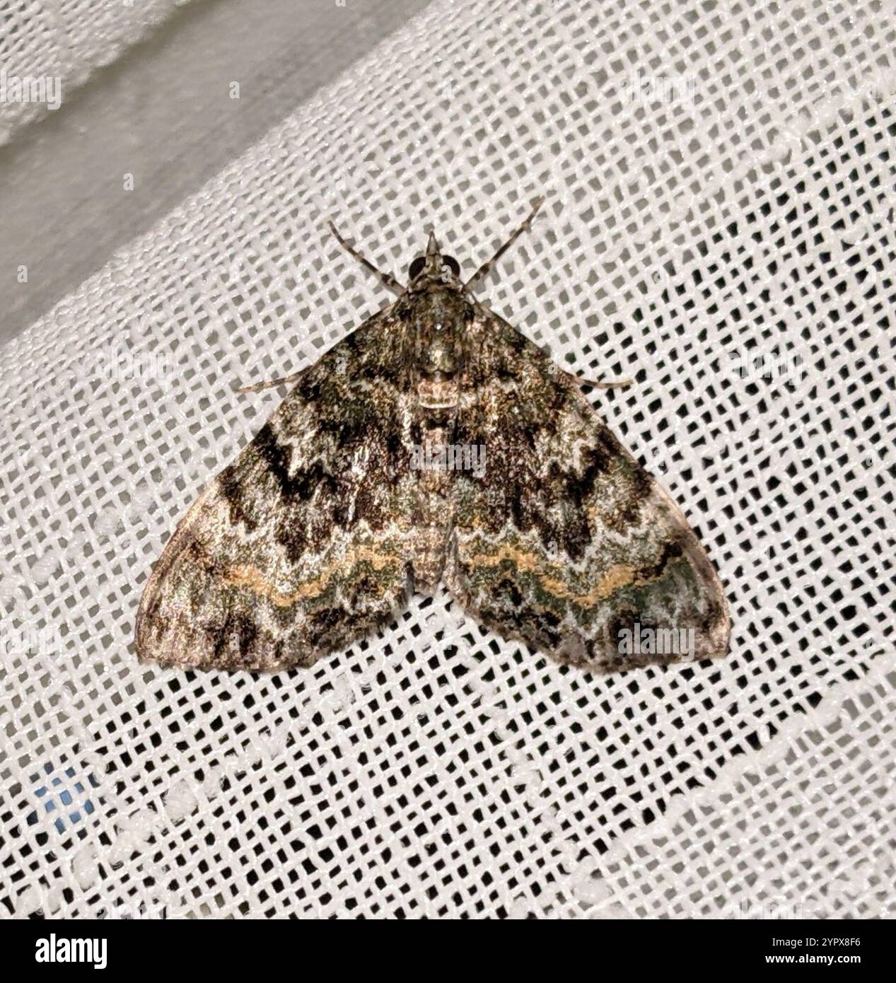 Carpet Moths (Larentiinae Stock Photo - Alamy
