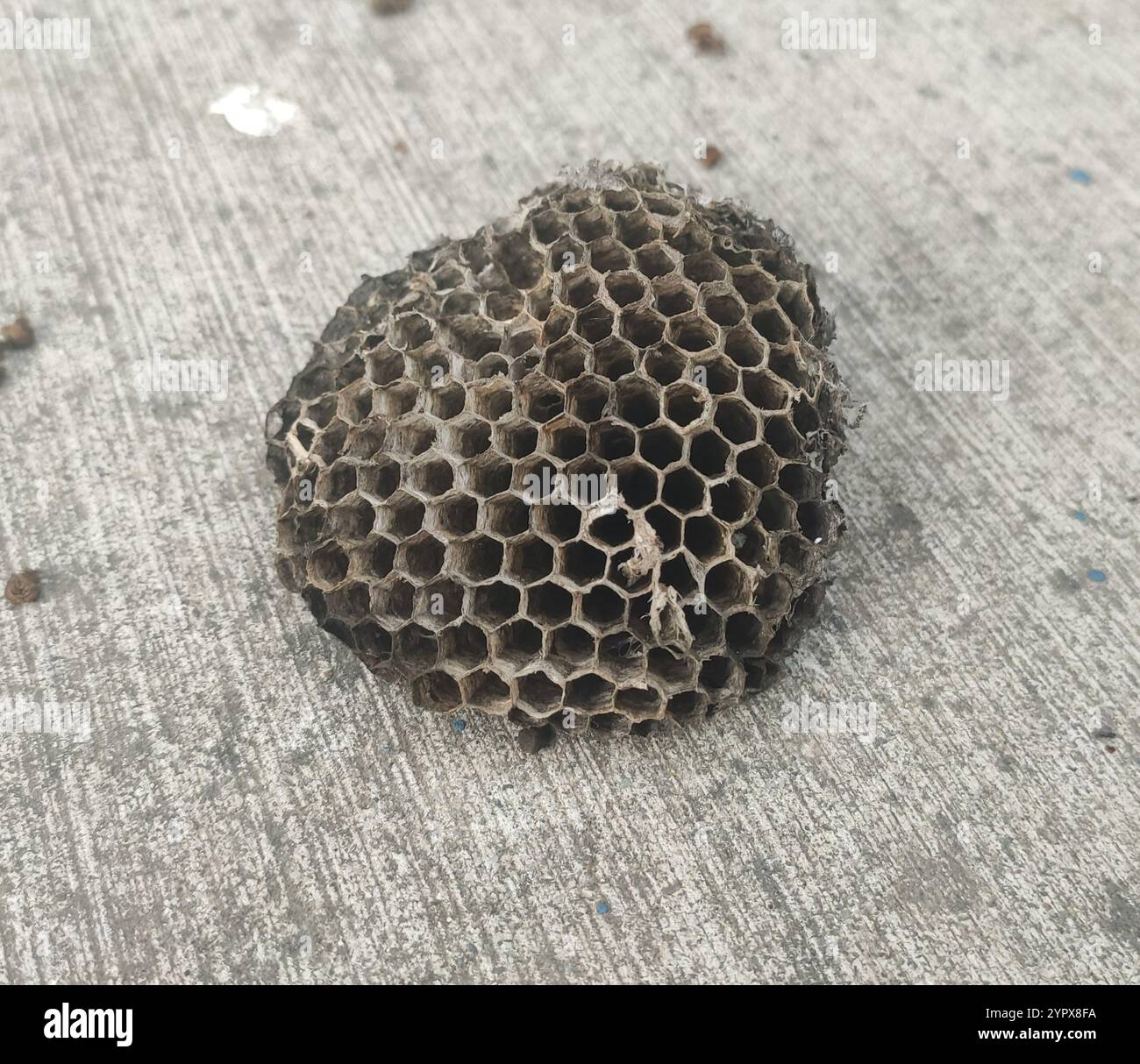 Paper Wasps (Polistinae Stock Photo - Alamy