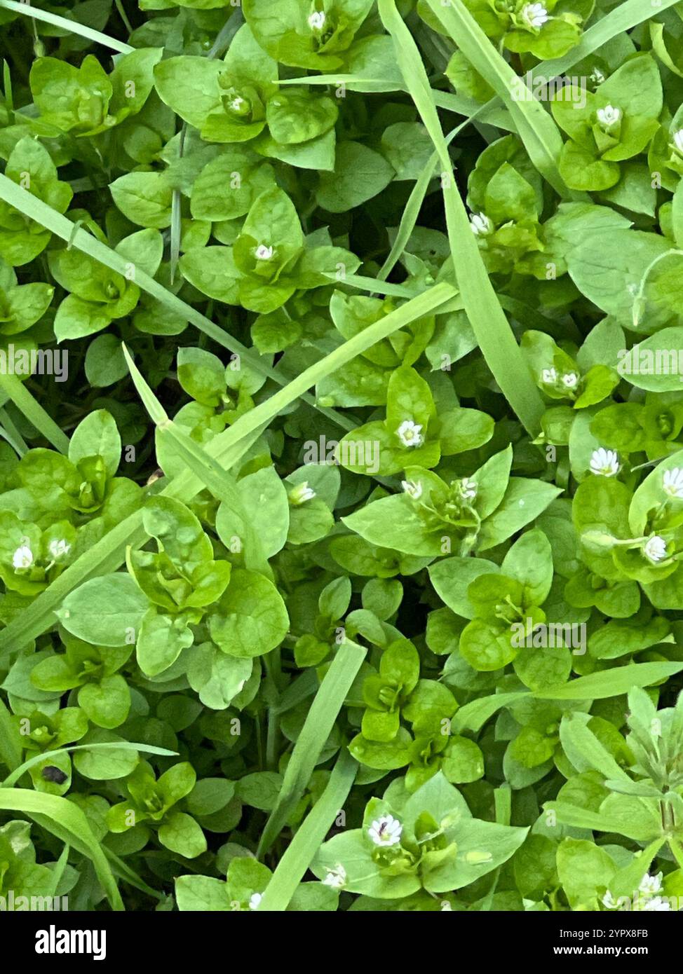 common chickweed (Stellaria media Stock Photo - Alamy