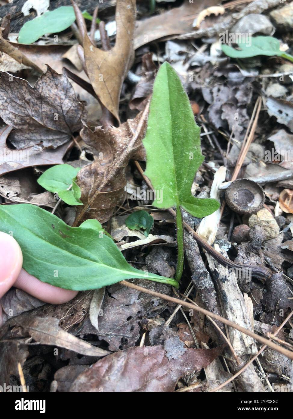 lion's foot rattlesnake root (Nabalus serpentarius Stock Photo - Alamy