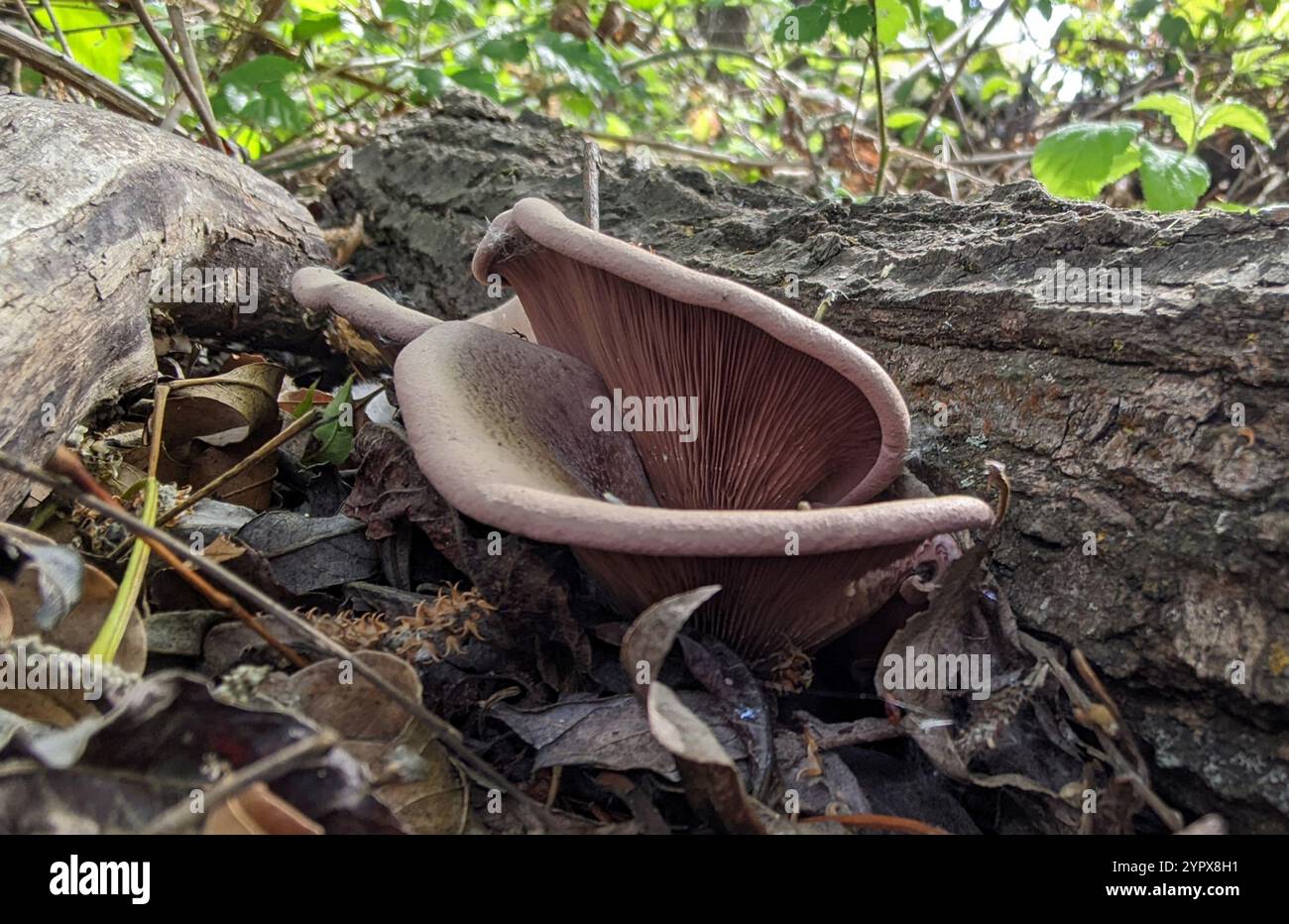 Lilac oysterling (Panus conchatus Stock Photo - Alamy