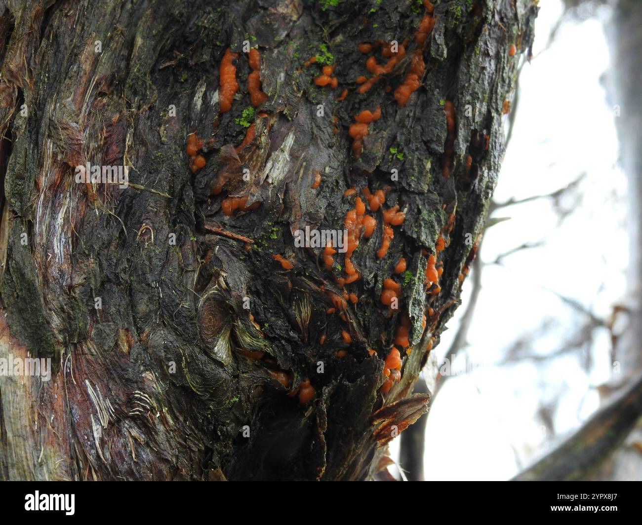 quince rust (Gymnosporangium clavipes Stock Photo - Alamy