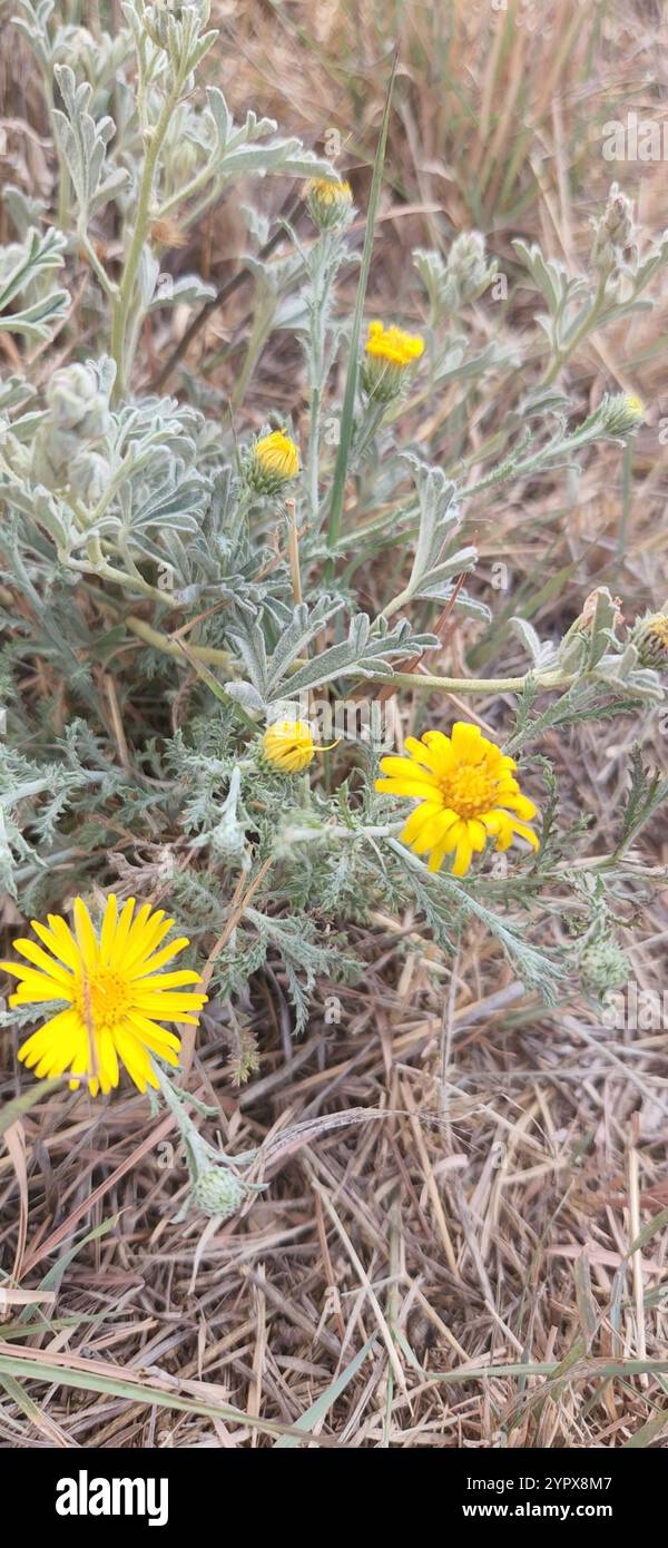 Spiny Goldenweed (Xanthisma spinulosum Stock Photo - Alamy