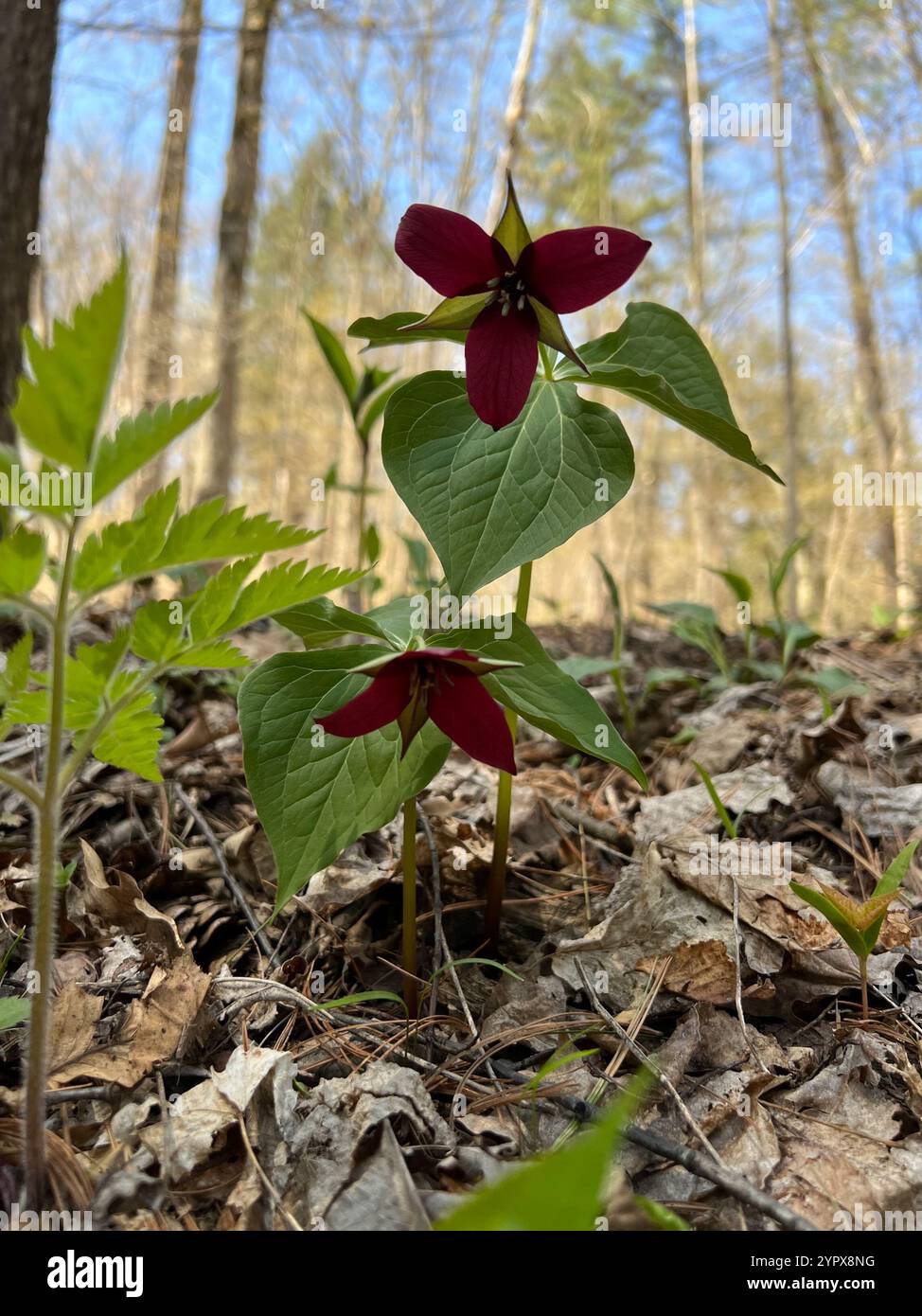 red trillium (Trillium erectum Stock Photo - Alamy