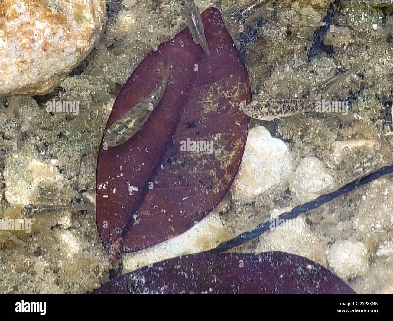 Ray-finned Fishes (Actinopterygii Stock Photo - Alamy