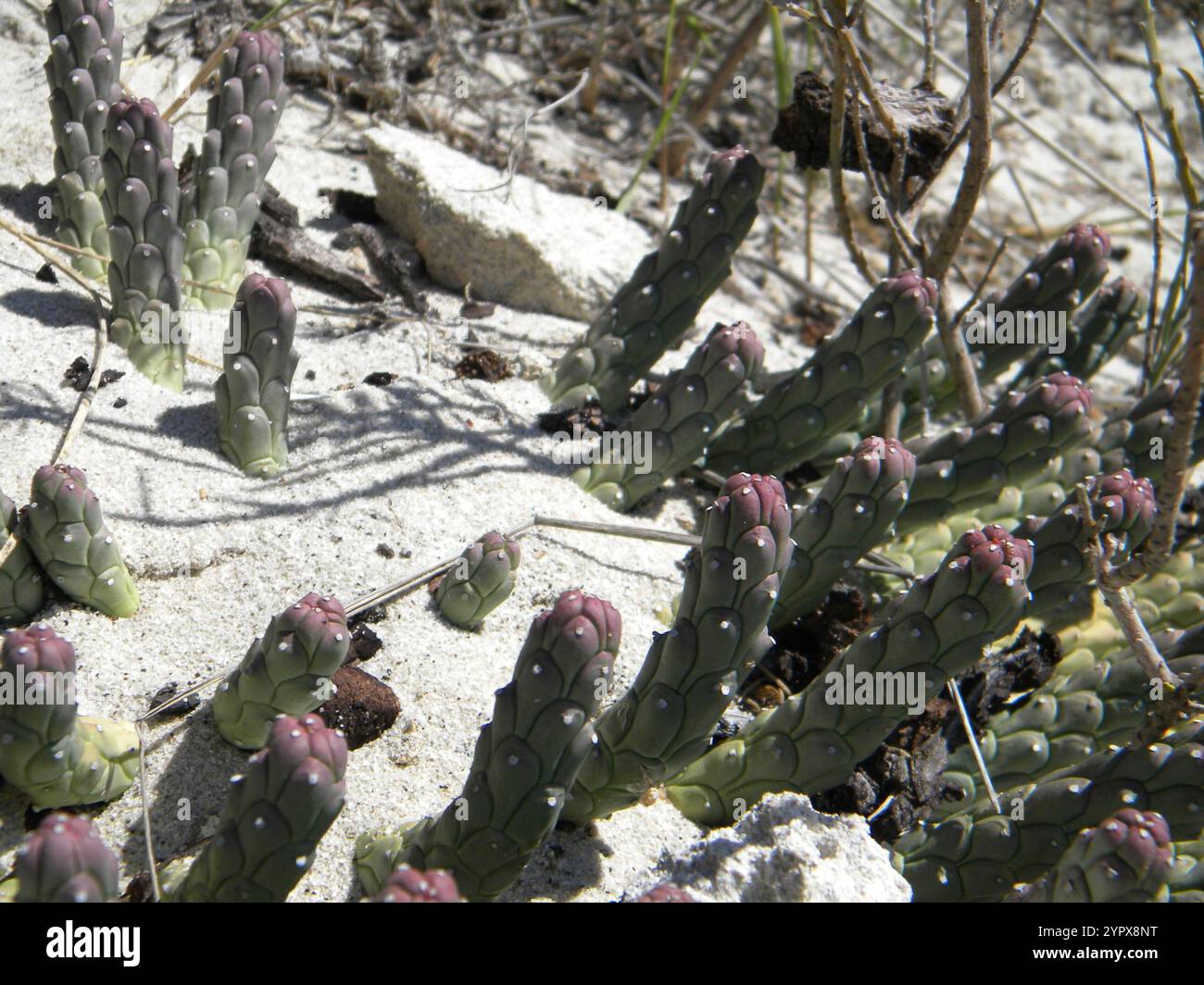 Medusa's-head (Euphorbia caput-medusae Stock Photo - Alamy