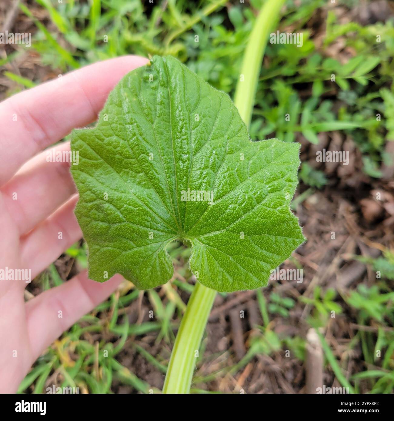 coastal manroot (Marah oregana Stock Photo - Alamy