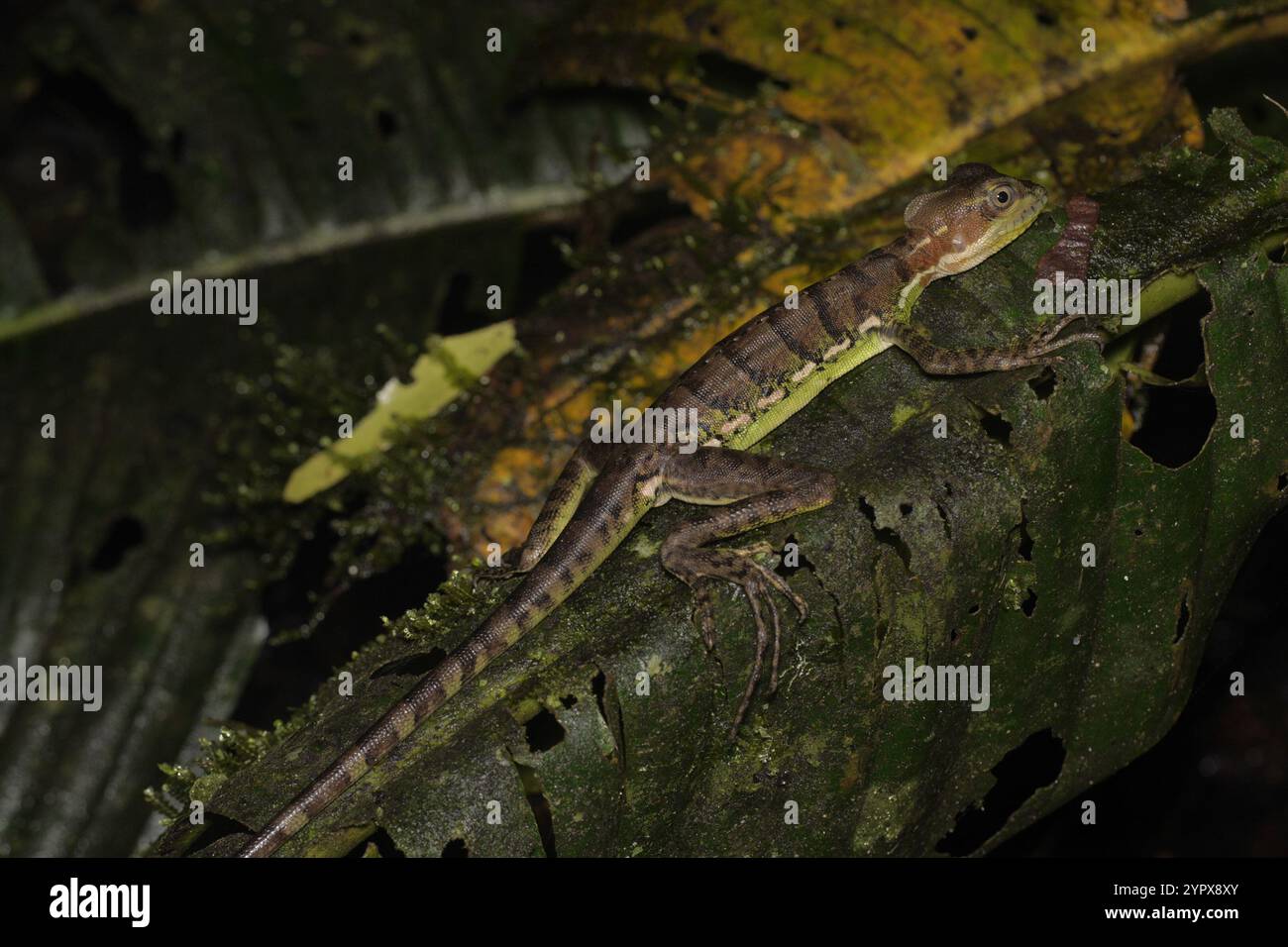 Western Basilisk (Basiliscus galeritus Stock Photo - Alamy