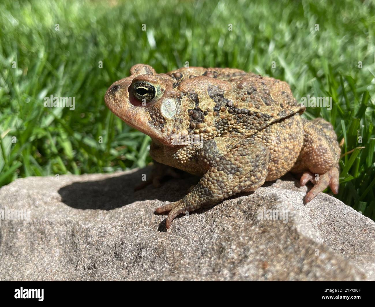 American Toad (Anaxyrus americanus Stock Photo - Alamy