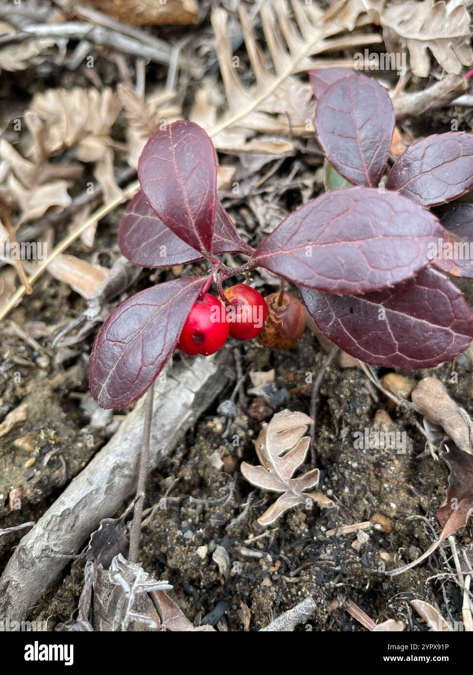 Eastern Teaberry (Gaultheria procumbens Stock Photo - Alamy