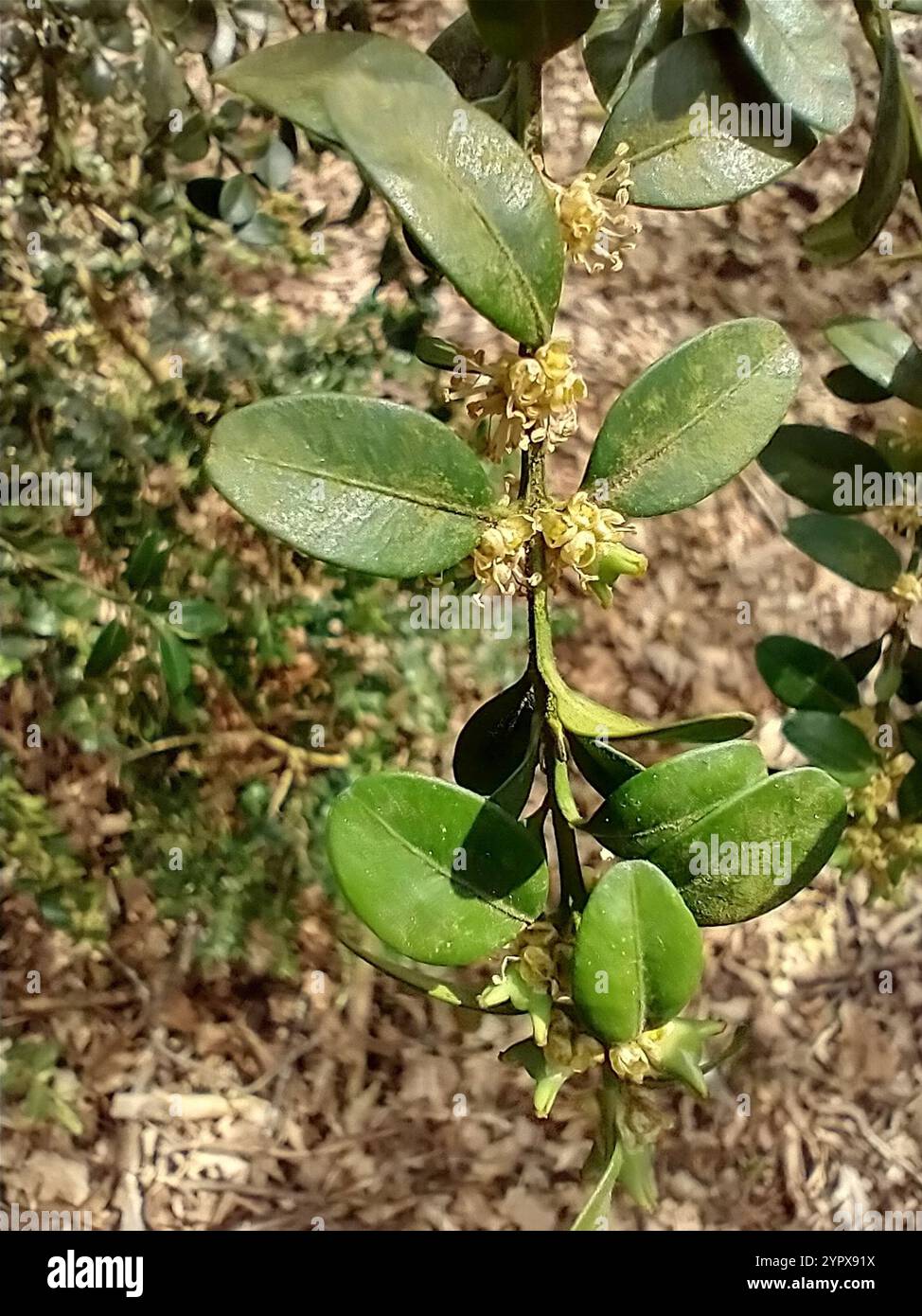 common box (Buxus sempervirens Stock Photo - Alamy