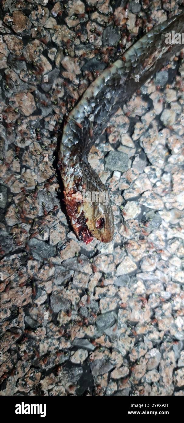 Greater Black Whipsnake (Demansia papuensis Stock Photo - Alamy