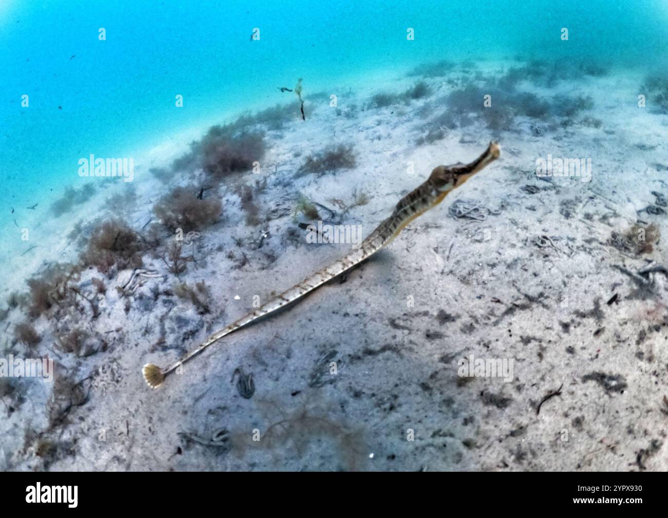 Greater Pipefish (Syngnathus acus Stock Photo - Alamy